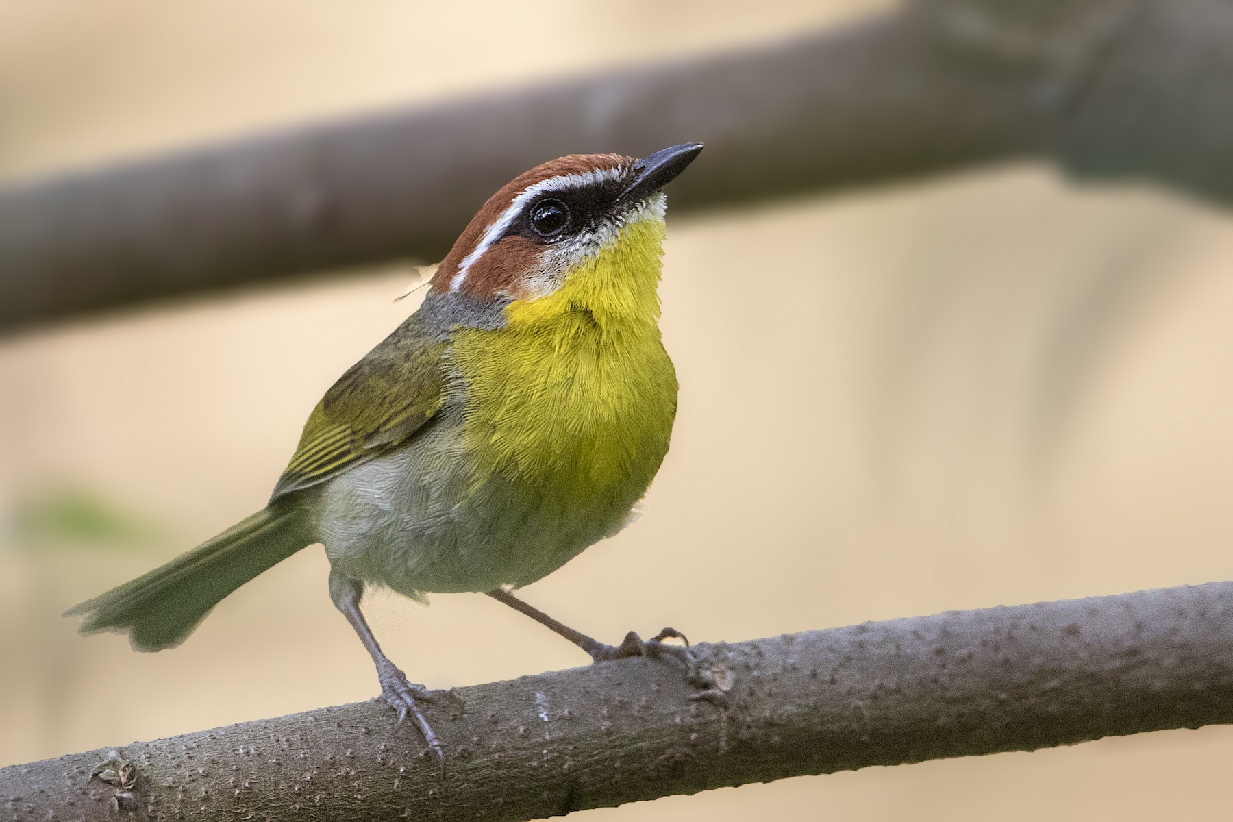 Reinita coronirrufa (grupo rufifrons) - eBird