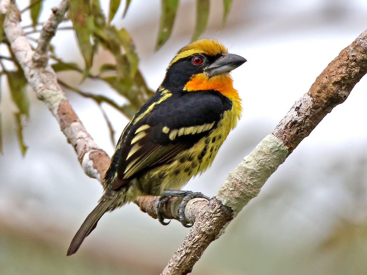Gilded Barbet - Capito auratus - Birds of the World