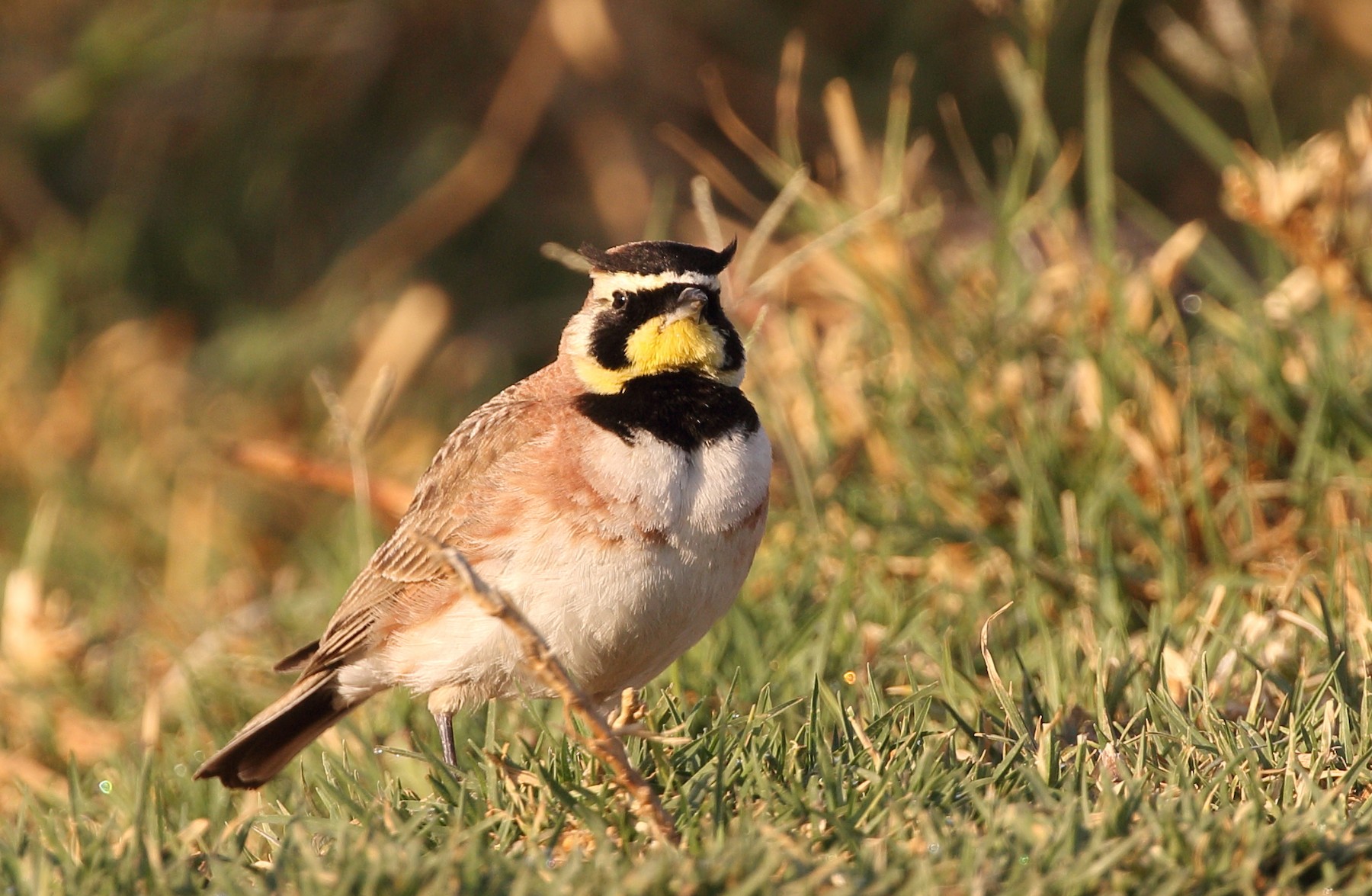 Alondra Cornuda (grupo chrysolaema) - eBird