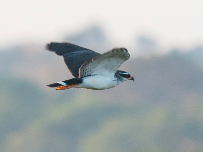 White-browed Hawk - eBird
