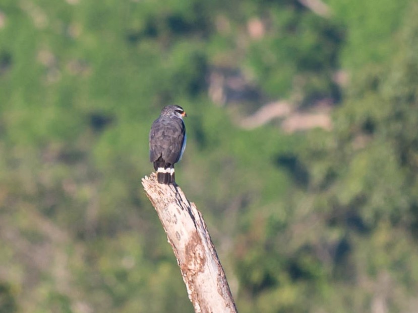 White-browed Hawk - eBird