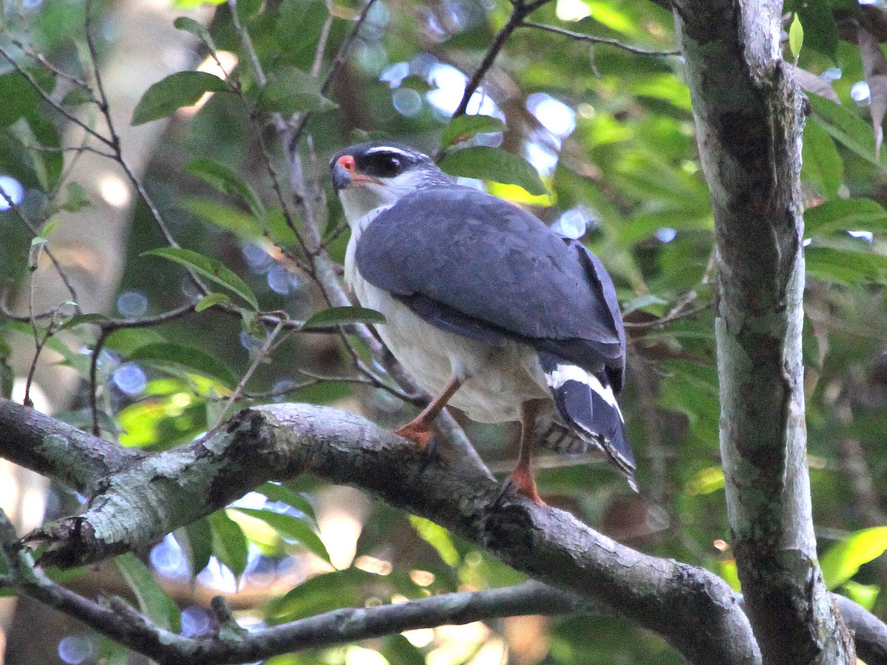 White-browed Hawk - eBird