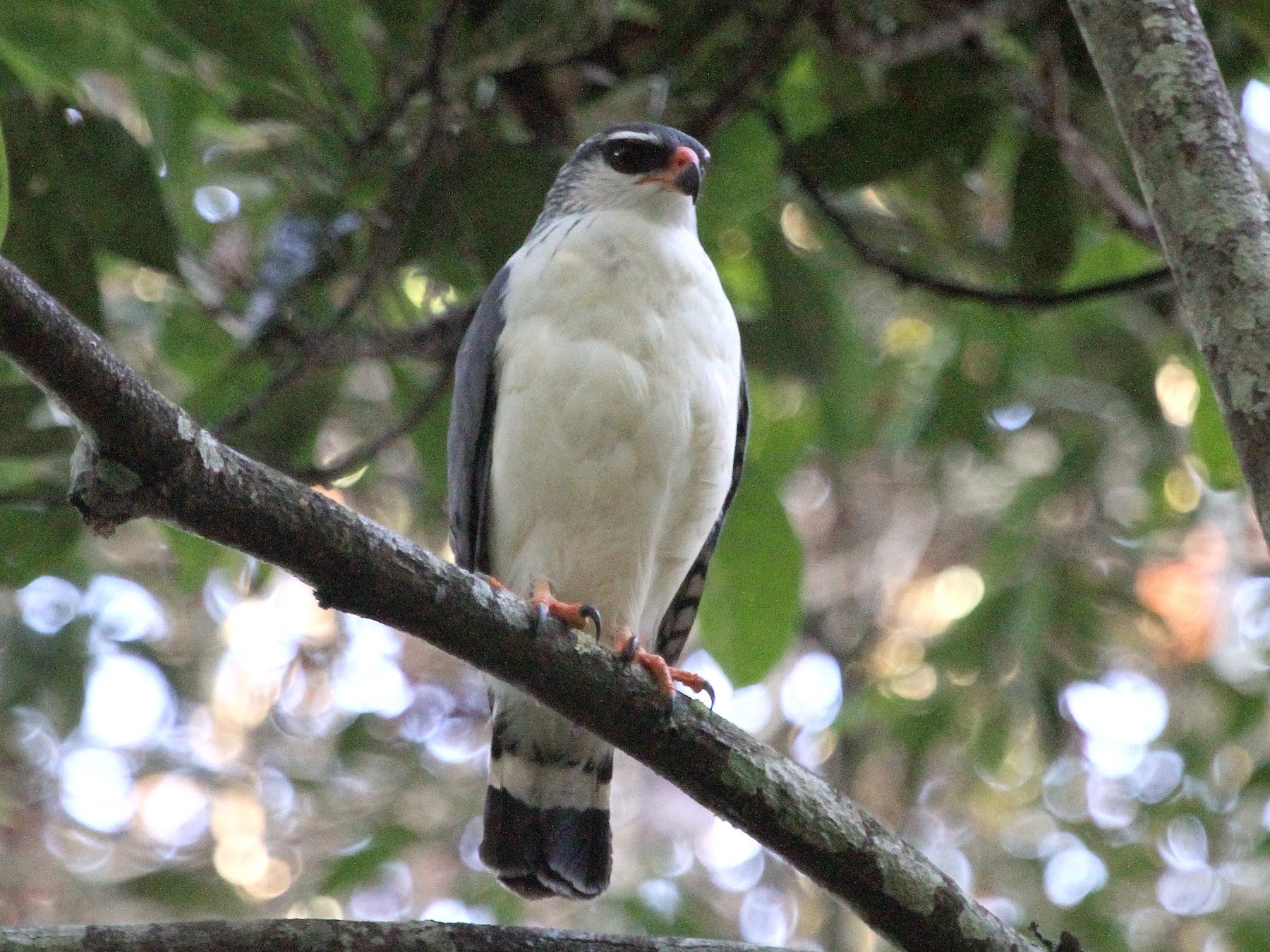White-browed Hawk - eBird