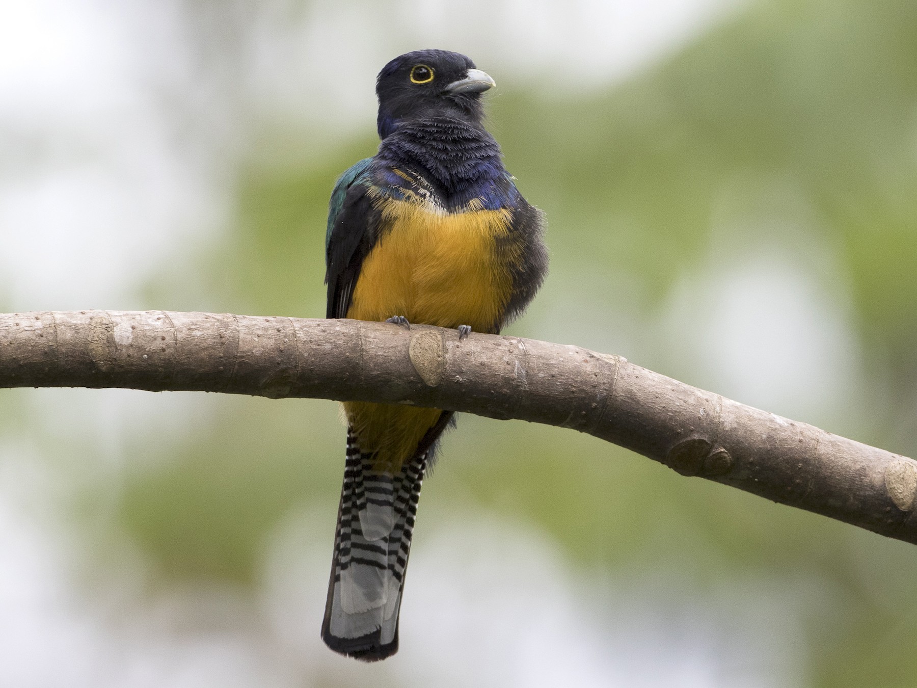Amazonian Trogon - eBird