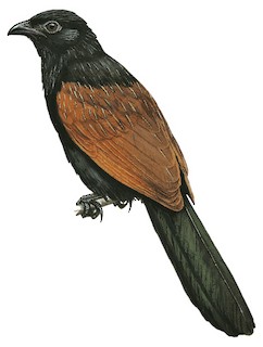 Lesser Coucal - Centropus bengalensis - Birds of the World