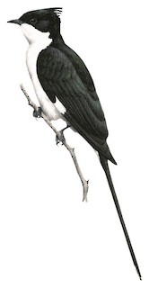 Pied Cuckoo - Clamator jacobinus - Birds of the World