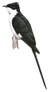 Pied Cuckoo - Clamator jacobinus - Birds of the World