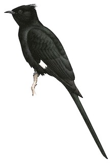 Pied Cuckoo - Clamator jacobinus - Birds of the World