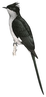 Pied Cuckoo - Clamator jacobinus - Birds of the World