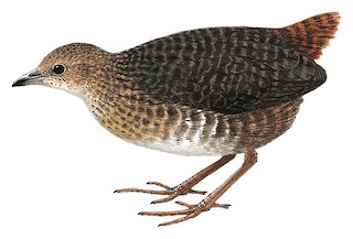 Striped Flufftail - Sarothrura affinis - Birds of the World