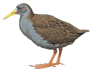 Plumbeous Rail - Pardirallus sanguinolentus - Birds of the World