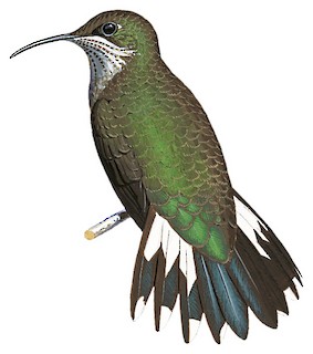 Ecuadorian Hillstar - Oreotrochilus chimborazo - Birds of the World