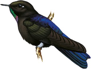 Blue-mantled Thornbill - Chalcostigma stanleyi - Birds of the World