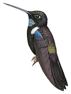 Black Inca Hummingbird