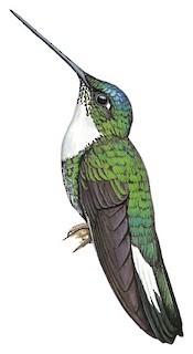 Collared Inca - Coeligena torquata - Birds of the World