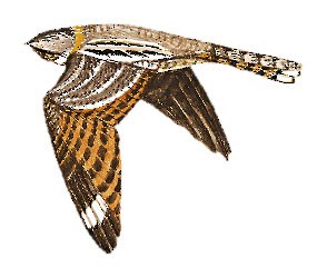 Jungle Nightjar - Caprimulgus indicus - Birds of the World