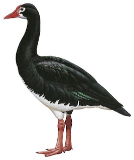 Spur-winged Goose - Plectropterus gambensis - Birds of the World