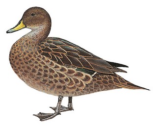 Yellow-billed Pintail - Anas georgica - Birds of the World