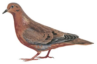 Eared Dove - Zenaida auriculata - Birds of the World