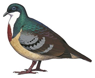 Mindanao Bleeding-heart - Gallicolumba crinigera - Birds of the World