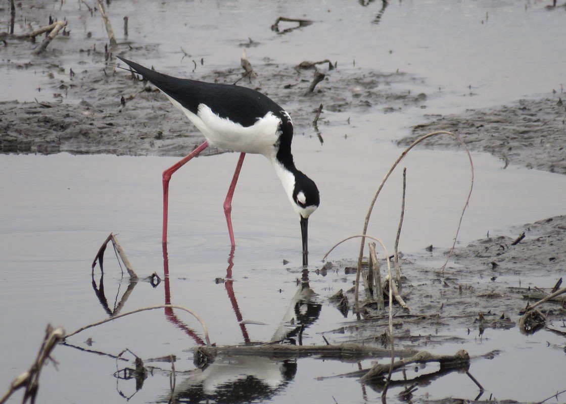 Wisconsin Breeding Bird Atlas Checklist - 22 Apr 2019 - Horicon NWR ...