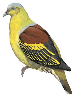 Philippine Green-Pigeon - Treron axillaris - Birds of the World