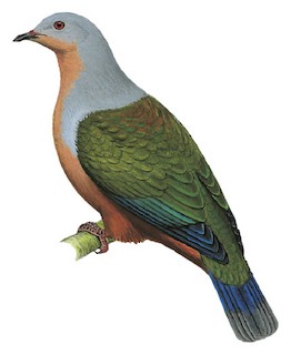 Rufescent Imperial-Pigeon - Ducula chalconota - Birds of the World