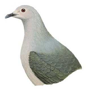 Gray Imperial-Pigeon - Ducula pickeringii - Birds of the World