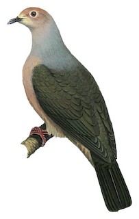 Gray Imperial-Pigeon - Ducula pickeringii - Birds of the World