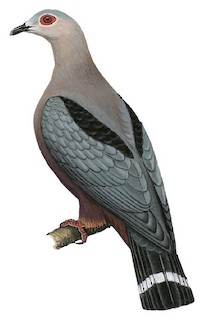 Pinon's Imperial-Pigeon - Ducula pinon - Birds of the World