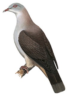Mountain Imperial-Pigeon - Ducula badia - Birds of the World