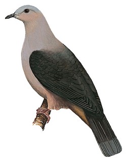 Dark-backed Imperial-Pigeon - Ducula lacernulata - Birds of the World