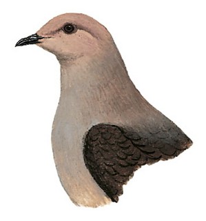 Dark-backed Imperial-Pigeon - Ducula lacernulata - Birds of the World