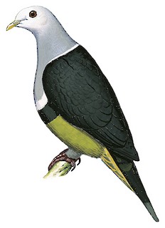 Black-backed Fruit-Dove - Ptilinopus cinctus - Birds of the World