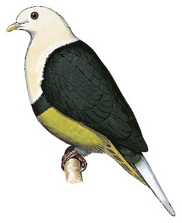 Black-backed Fruit-Dove - Ptilinopus cinctus - Birds of the World