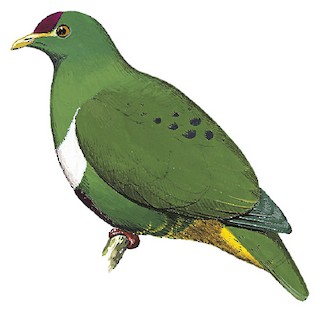 White-breasted Fruit-Dove - Ptilinopus rivoli - Birds of the World