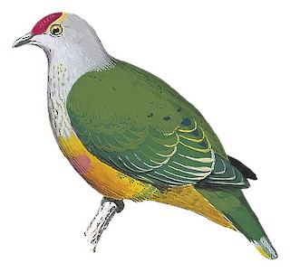 Rose-crowned Fruit-Dove - Ptilinopus regina - Birds of the World