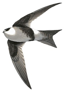 Andean Swift - Aeronautes andecolus - Birds of the World