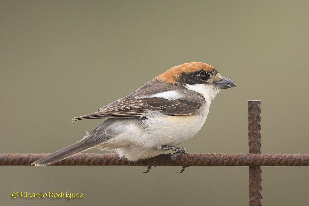 Alcaudón común (balear) - eBird
