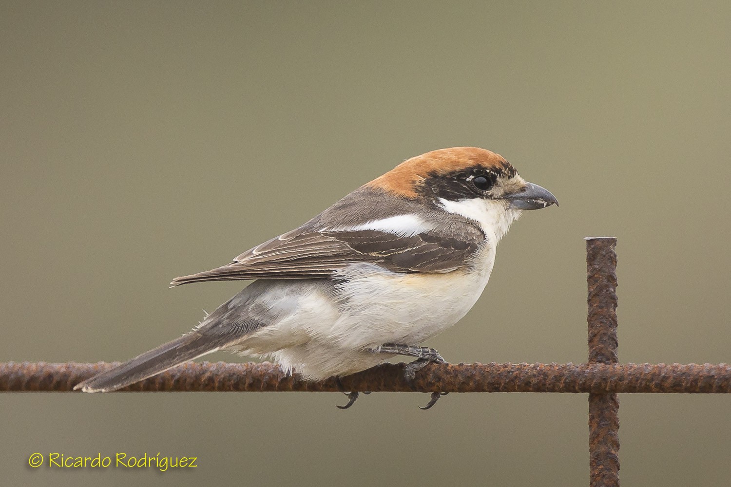Picanço-barreteiro (badius) - eBird