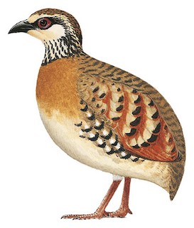 Bar-backed Partridge - Arborophila brunneopectus - Birds of the World