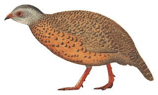 Red Spurfowl - Galloperdix spadicea - Birds of the World