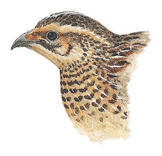 Common Quails