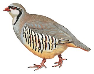 Rock Partridge - Alectoris graeca - Birds of the World