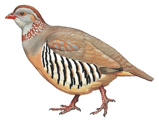 Barbary Partridge - Alectoris barbara - Birds of the World