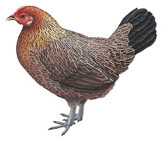 Red Junglefowl - Gallus gallus - Birds of the World