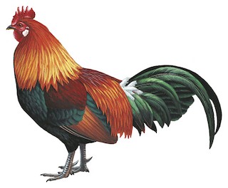 Red Junglefowl - Gallus gallus - Birds of the World