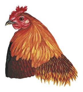 Red Junglefowl - Gallus gallus - Birds of the World