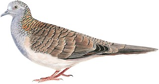 Bar-shouldered Dove - Geopelia humeralis - Birds of the World