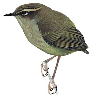 Bush Wren - Xenicus longipes - Birds of the World
